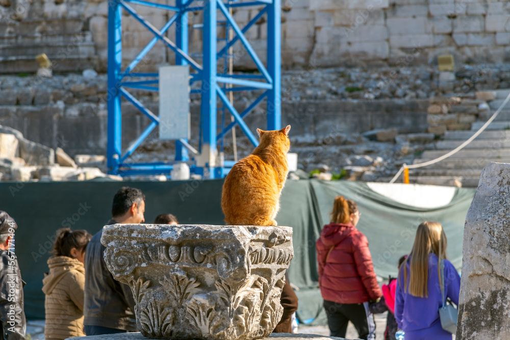A short hair orange tabby cat known as Garfield sits on a stone at the ...