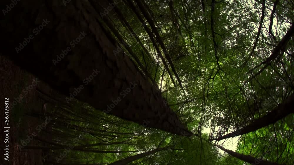 Dizzy spinning woodland forest view of dark trees Stock Video | Adobe Stock