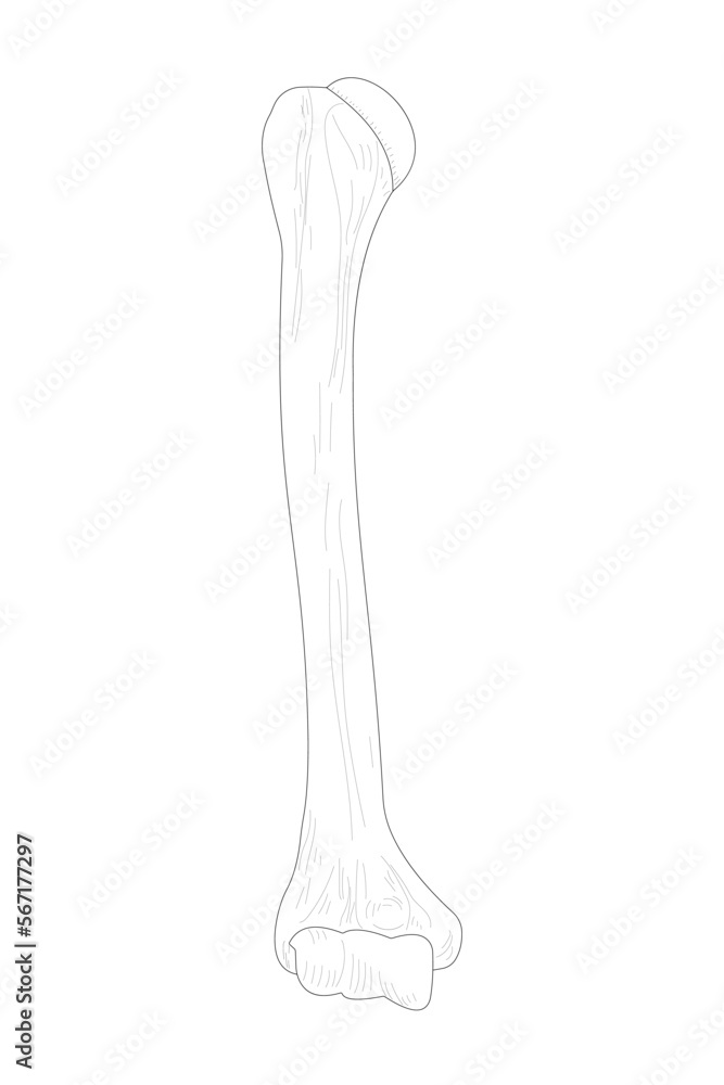 Right Humerus. Anterior (ventral) view. Black and white illustration ...