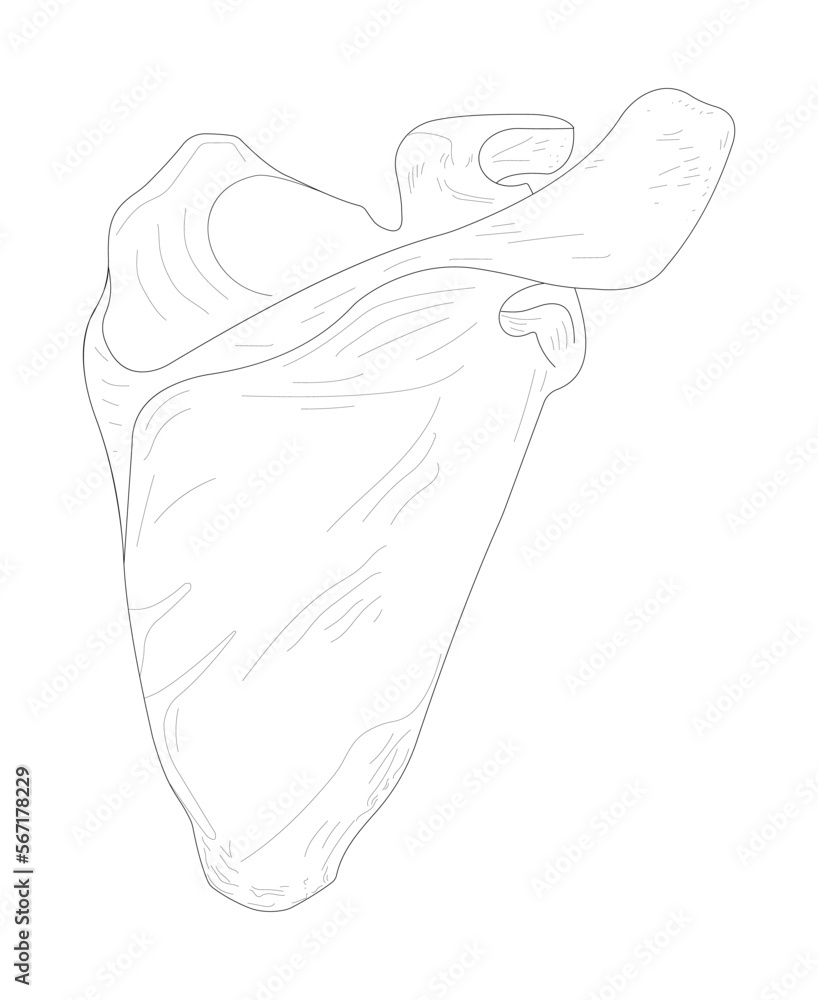 Right scapula, posterior (dorsal) aspect. Black and white illustration ...