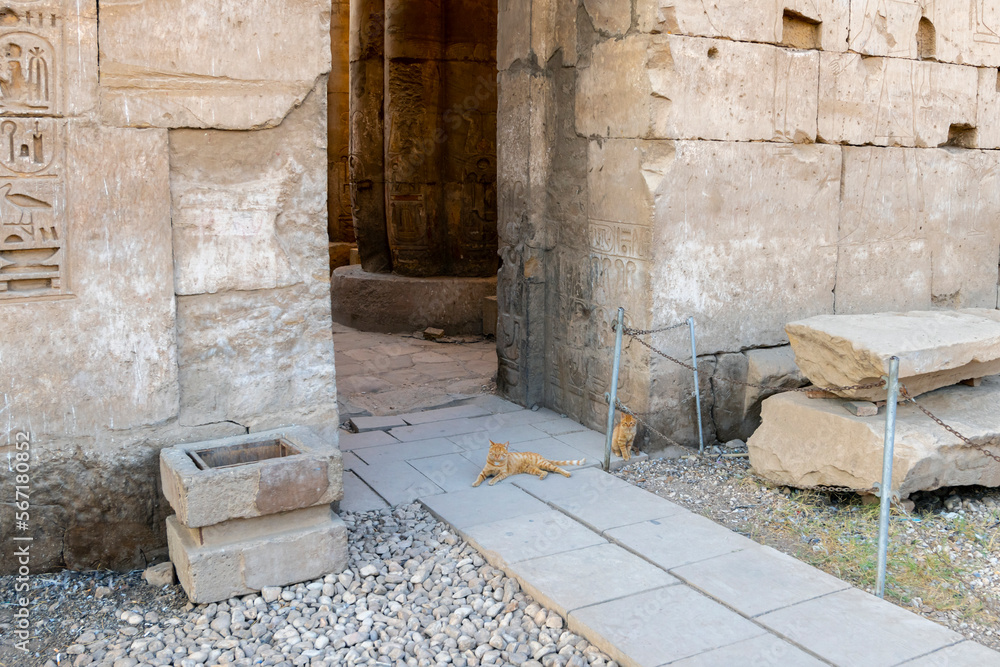 An orange mother cat and her lookalike kitten lounge in the shade at ...