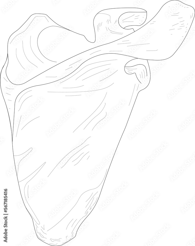 Right Vs Left Scapula