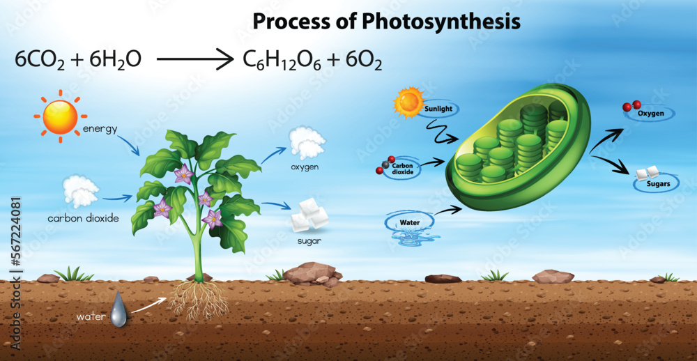 Process of photosynthesis diagram Stock Vector | Adobe Stock