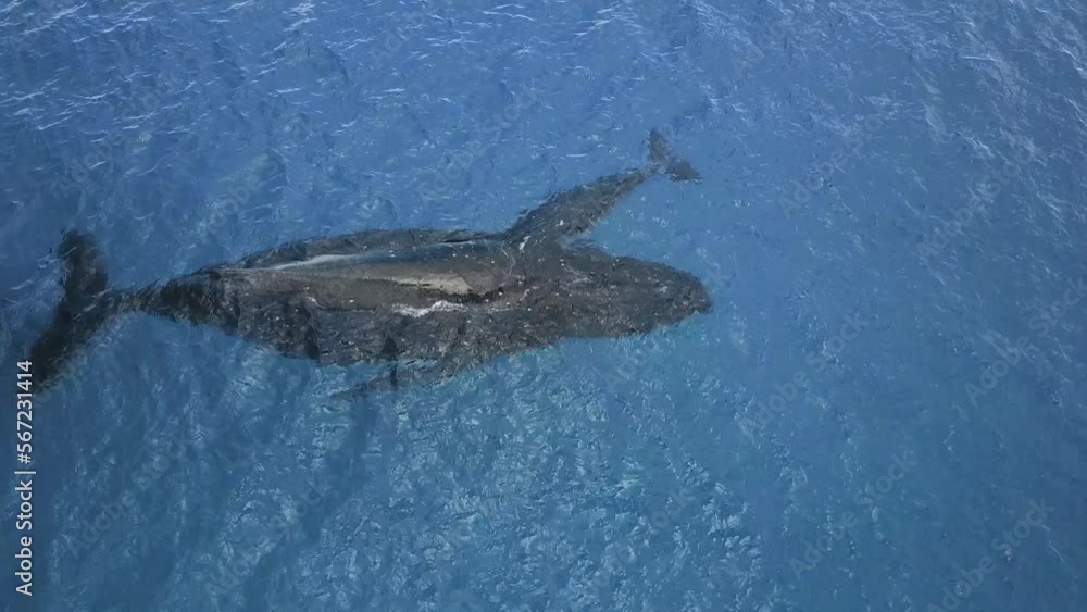 Whale North Atlantic smooth (Eubalaena glacialis) mother and cub, is ...