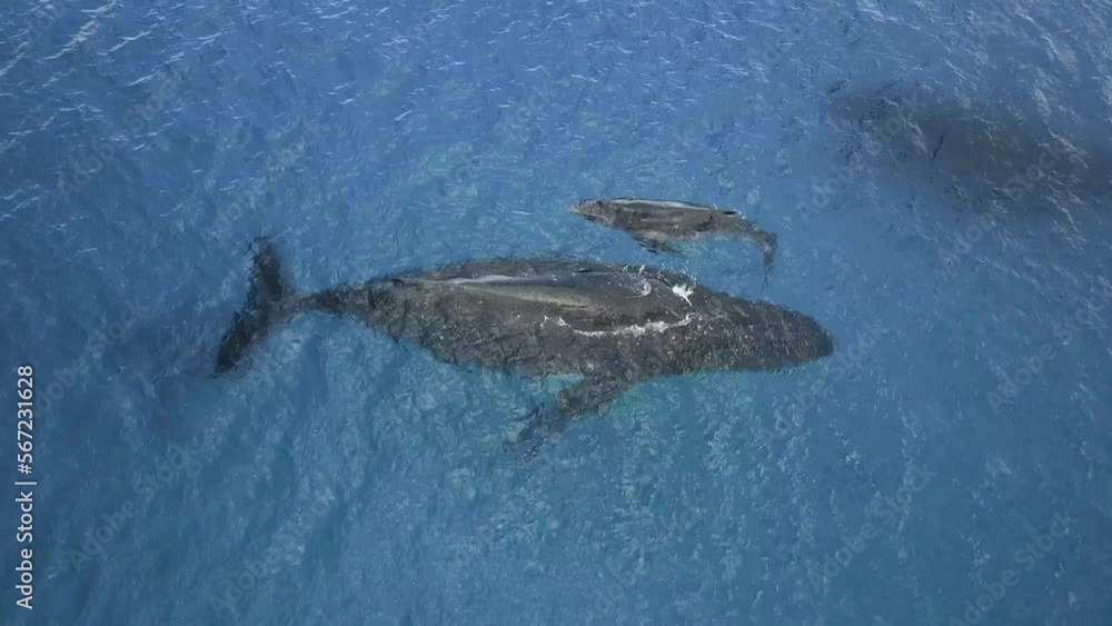 Whale (Eubalaena glacialis) mother and a cub top view shooting from a ...
