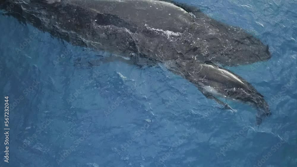 Whale mother and cub top view. North Atlantic smooth whale (Eubalaena ...