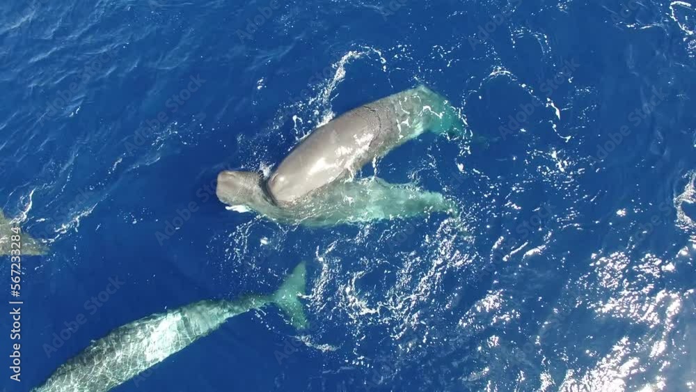 Sperm whales drifting together near surface of ocean water. Top view ...