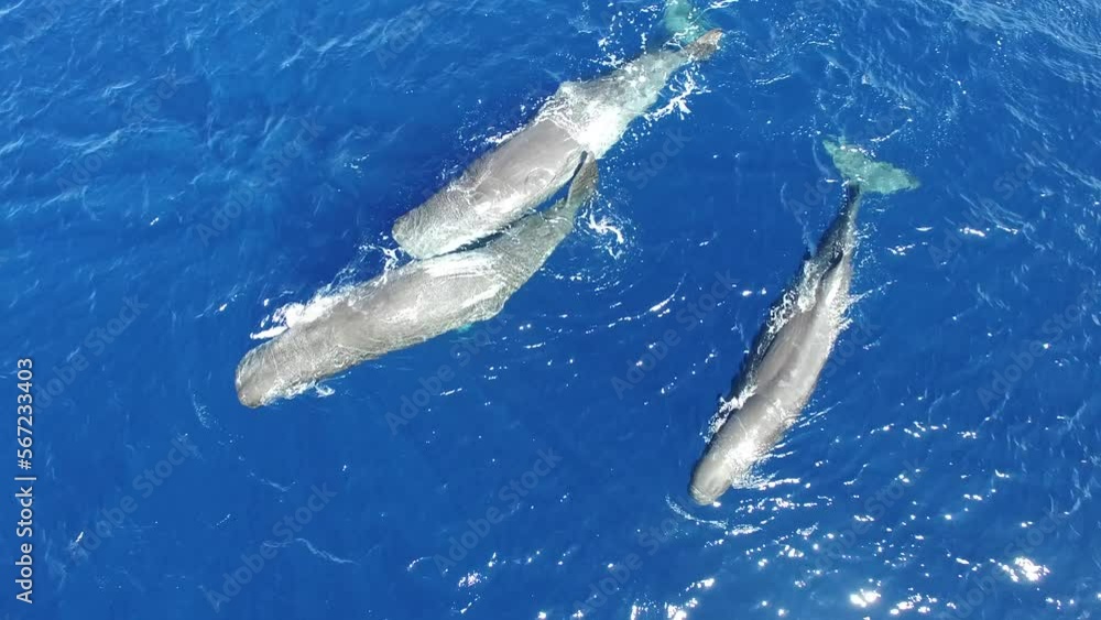 Sperm whales swim beautifully together near surface of ocean water. Top ...