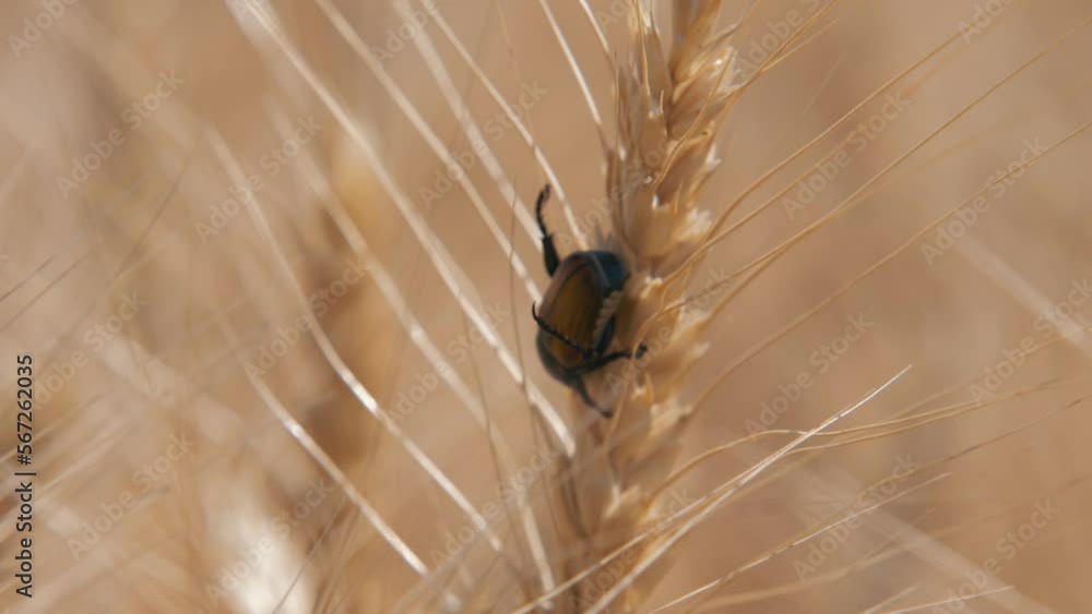 Vidéo Stock cereal crops field field. Agriculture. Harmful beetles ...