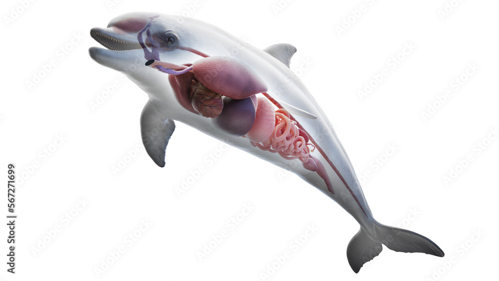 3D rendered illustration of a dolphin's internal organs Stock ...