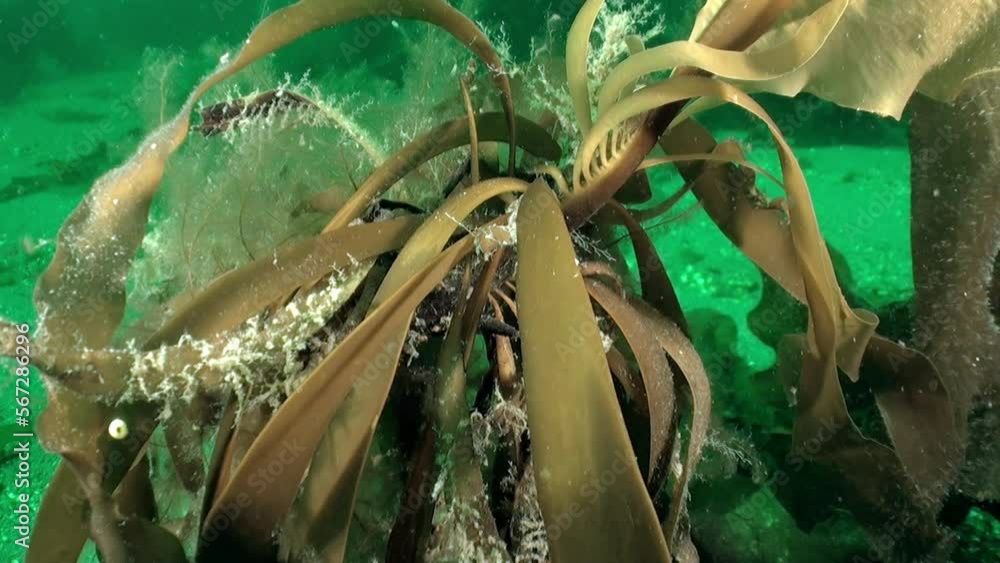Oceanic vegetation inhabiting subsea realm of Barents Sea. Aquatic ...