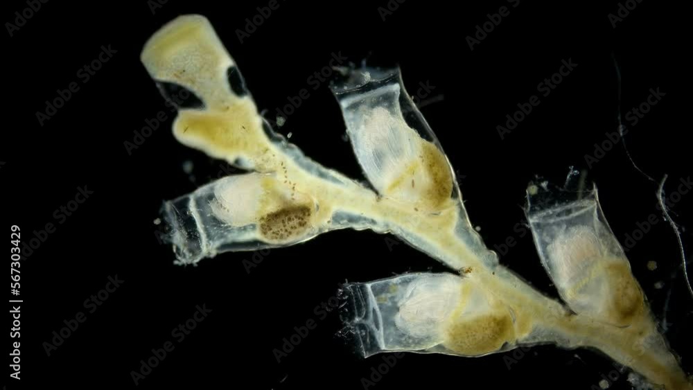 Part of a colony of Sertulariidae under a microscope, classHydrozoa ...