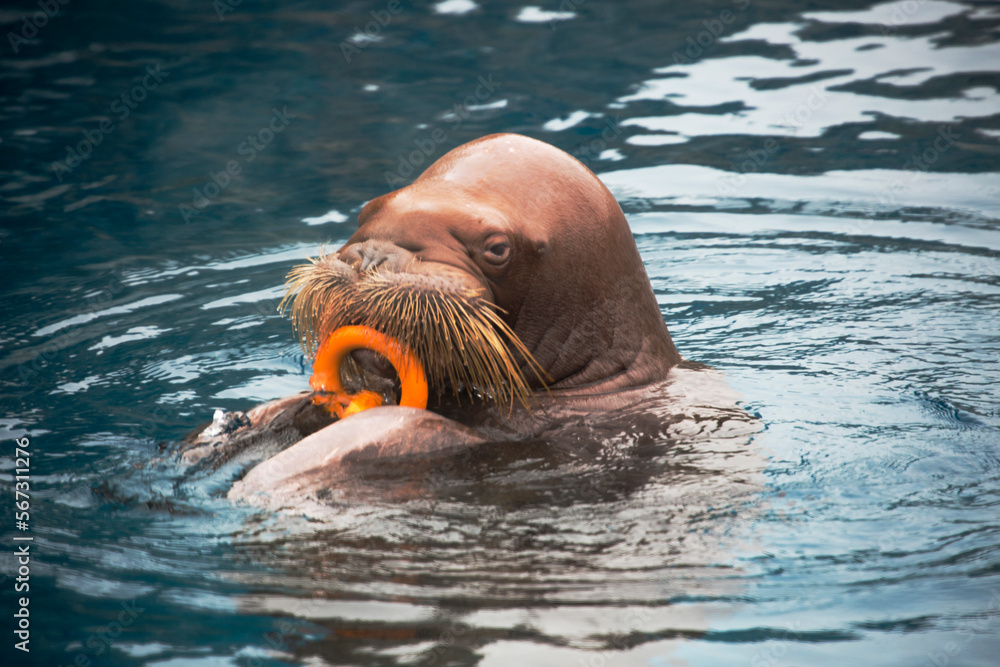 Walrus with a toy. This unique animal of the Arctic is one of the ...