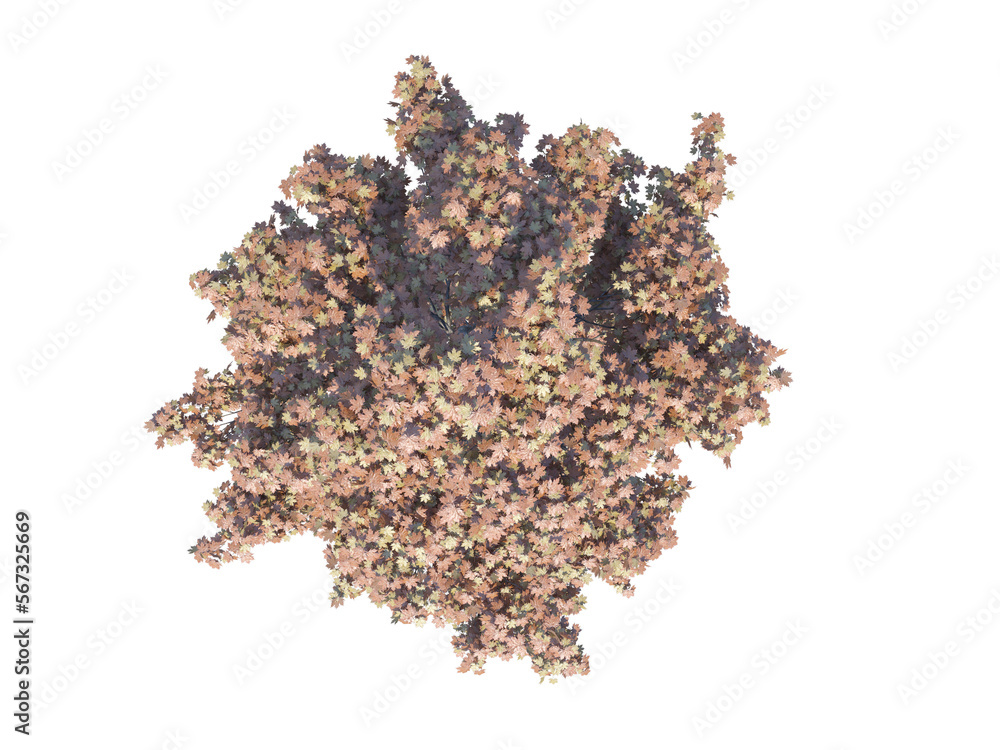 Maple Tree Autumn png top view alpha channel ภาพถ่ายสต็อก | Adobe Stock