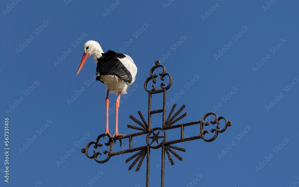 Typical white stork stork on top of buildings Stock Photo | Adobe Stock