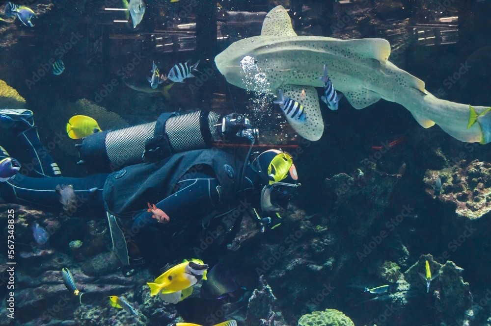 Scuba diver feeds and plays Zebra shark, Stegostoma fasciatum Stock ...