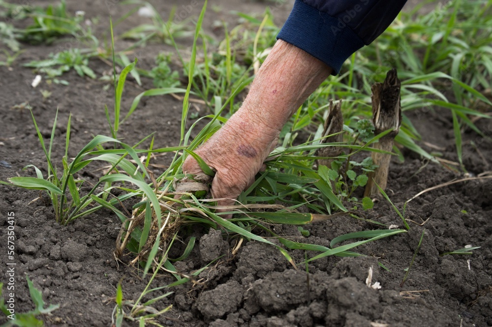 Old hand pulls weeds of wheatgrass from ground in garden Stock Photo ...