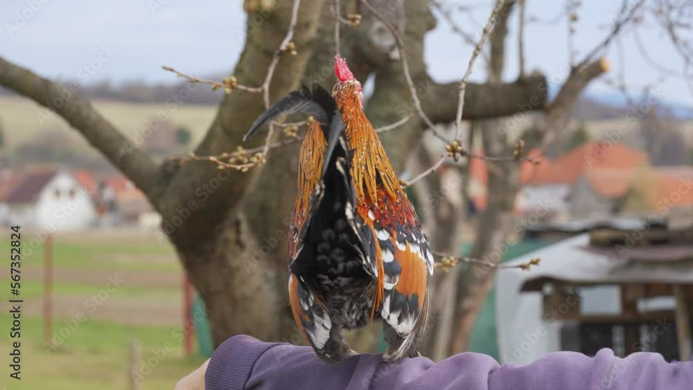Vidéo Stock Small bantam chicken rooster with bright red comb and green ...