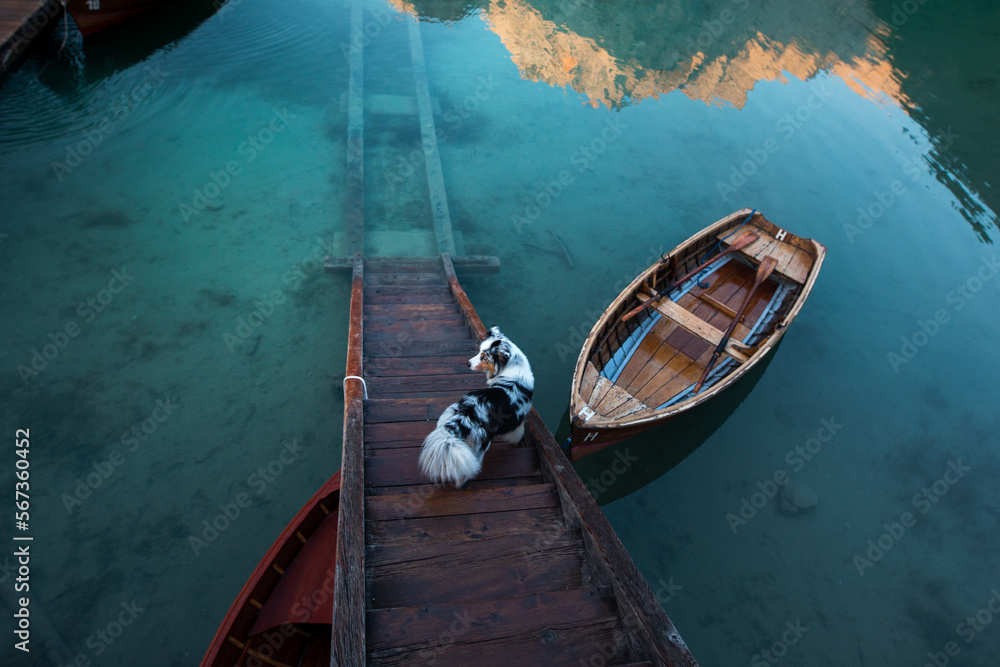 Fotka „dog on the pier of Lago di Braies. Beautiful pet outdoors in a ...