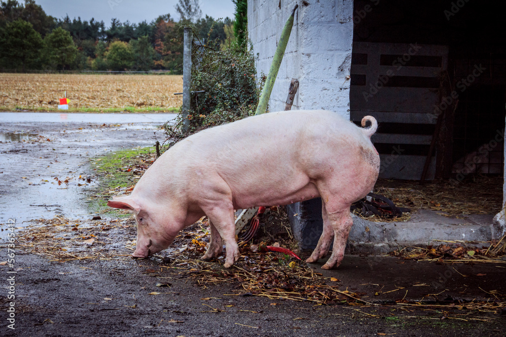 Pig eating grain Stock Photo | Adobe Stock