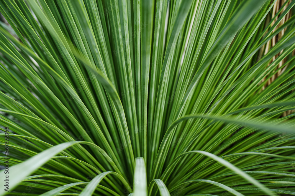 North American plant-Yucca rostrata close-up. Narrow long needle-shaped ...