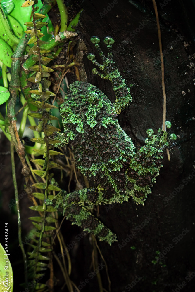 mossy tree frog camouflage on leaves, Theloderma corticale Stock Photo ...