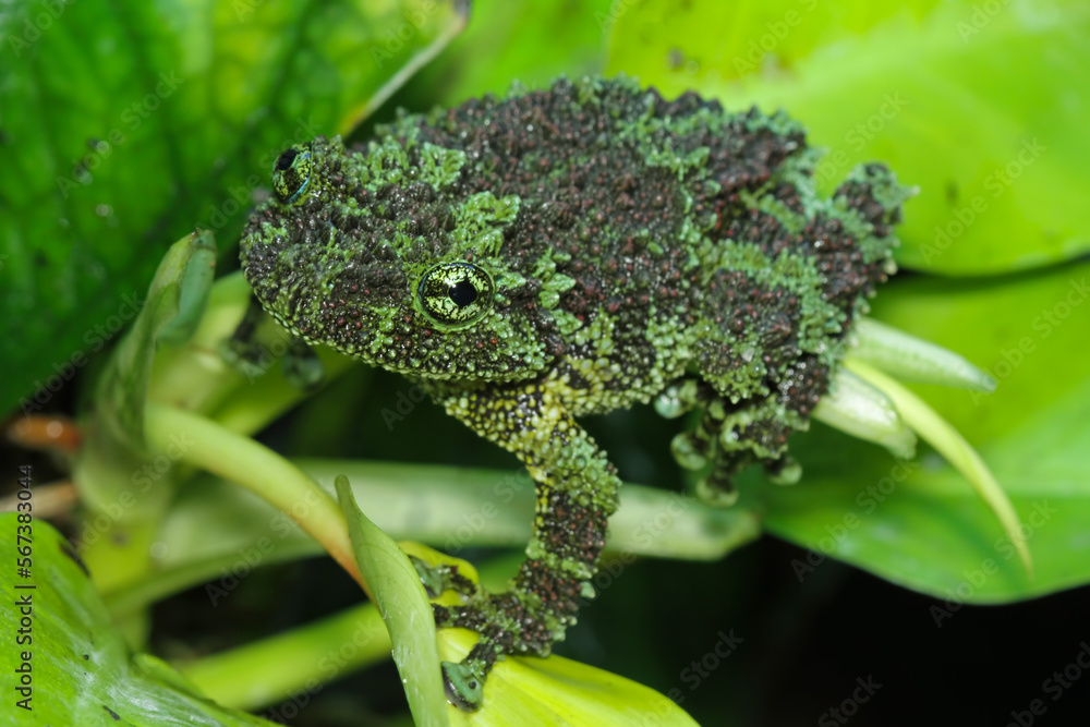 mossy tree frog camouflage on leaves, Theloderma corticale Stock Photo ...