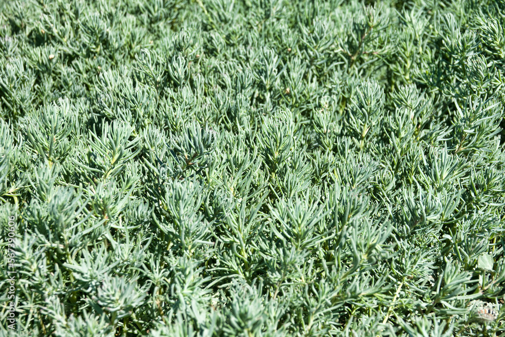 Seepweed, Sea blite (Suaeda corniculata) on solonchac, young plants ...
