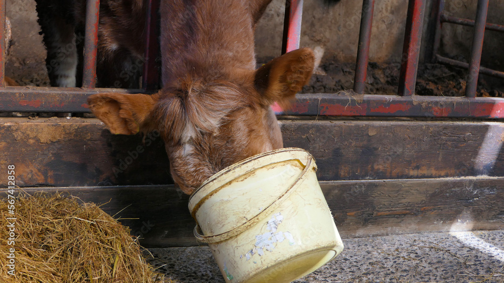 Cow with her head in a bucket eating meal in Cattle shed Stock Photo ...