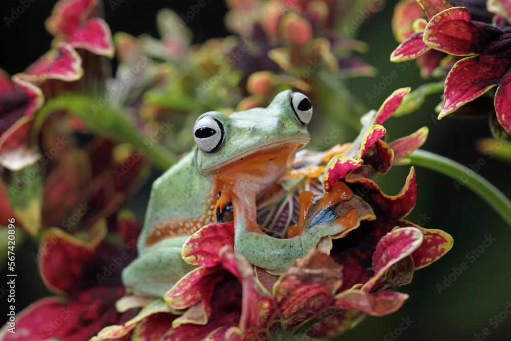 flying tree frog on leaves, Javan tree frog Rhacophorus reinwardtii ...