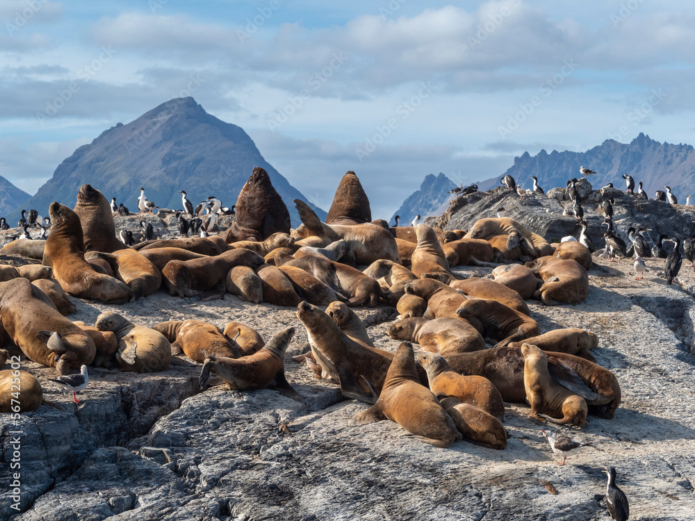 A colony of South American sea lions (Otaria flavescens), on small ...