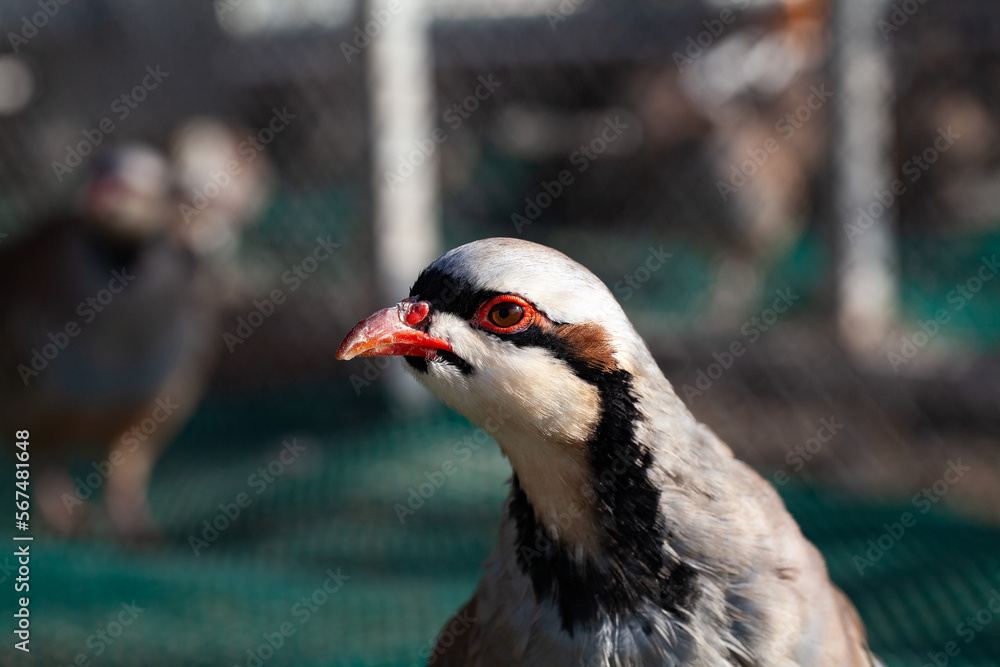 Close-up view of chukar partridge. Head of an alectoris chukar with an ...