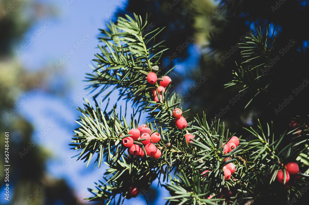 Taxus baccata European yew is conifer shrub with poisonous and bitter ...