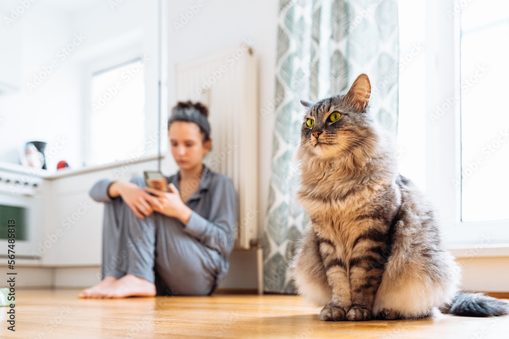 Gray Fluffy Tabby Cat Is Sitting In Dining Room On Parquet Floor Teenage Girl Is Sitting On