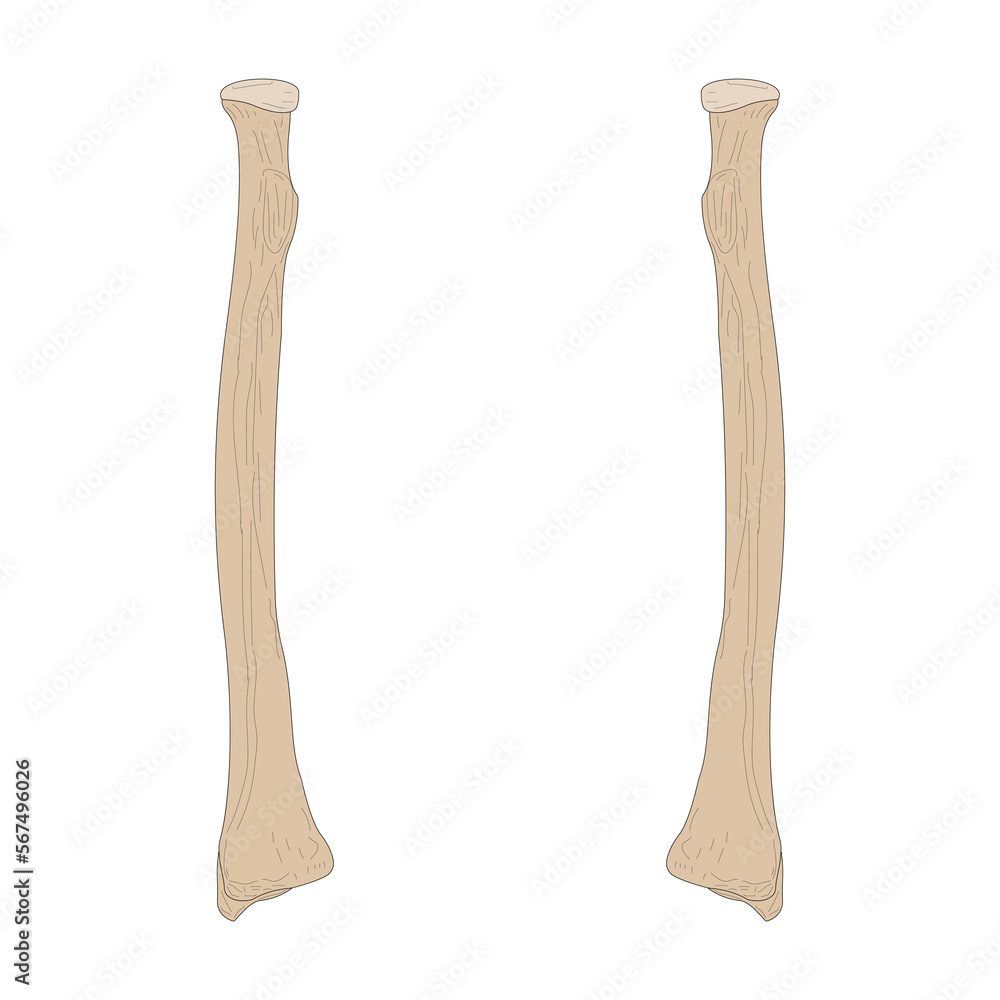 Bones of the human skeleton. The Radius of the Right Forearm and the ...