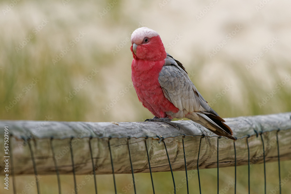 Galah - Eolophus roseicapilla - known as the rose-breasted cockatoo ...