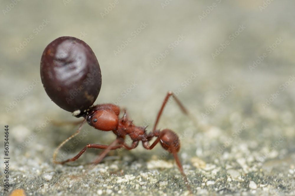 Brown Leafcutter ant (Atta) showing its strength and bringing home ...