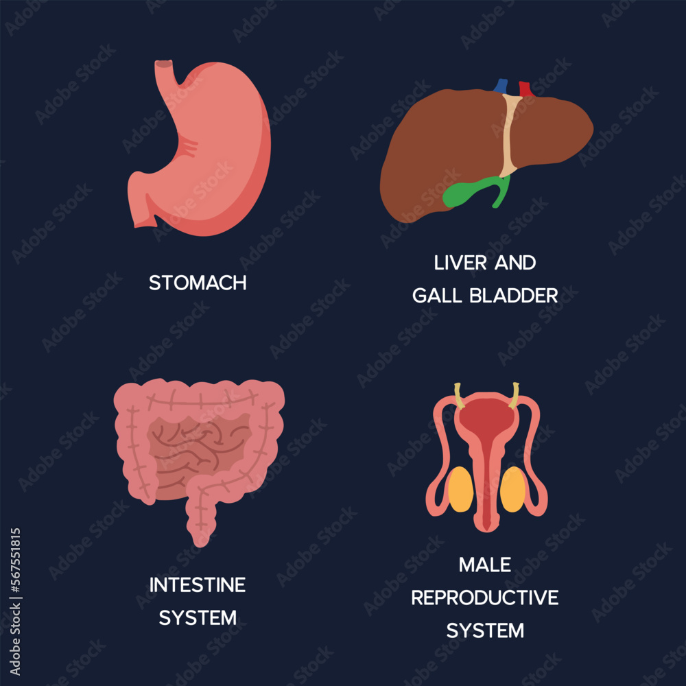 Human Internal organs, cartoon anatomy body parts, stomach with ...