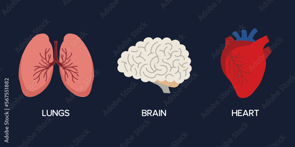 Human Internal organs, cartoon anatomy body parts brain, heart and ...