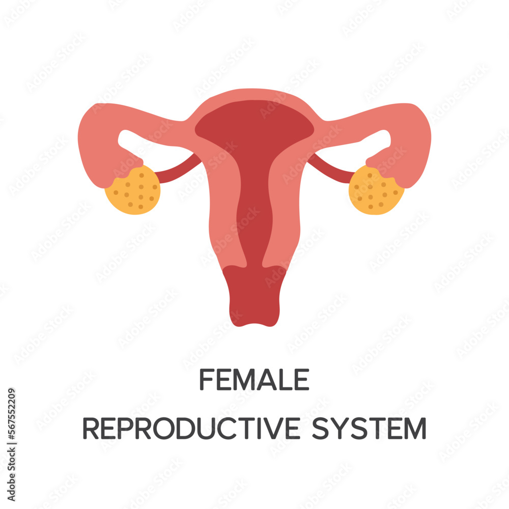Human Internal organs, cartoon anatomy body part female reproductive ...
