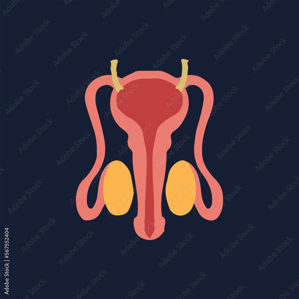 Human Internal organs, cartoon anatomy body part male reproductive ...