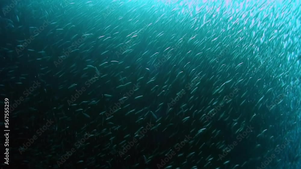 Video Stock Schooling behavior of fish and underwater wildlife. Group ...