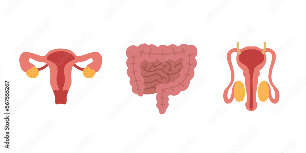 Vetor de Human Internal organs, cartoon anatomy body parts, intestinal ...
