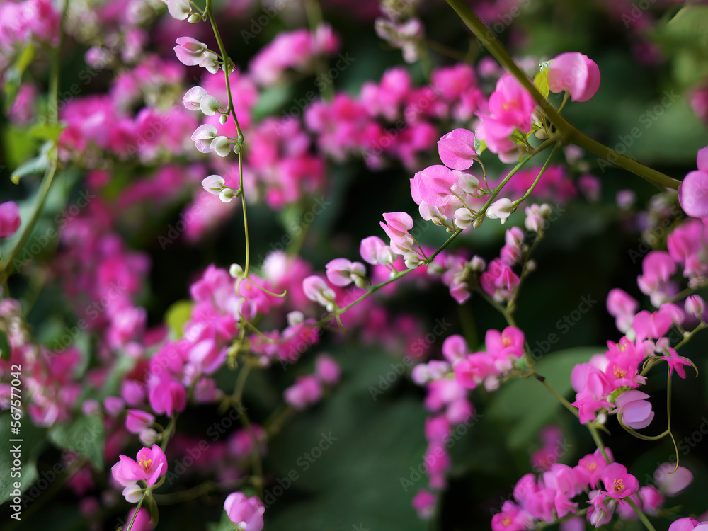 Small pink flowers Antigonon leptopus Hook, Tigon flowers, small ivy ...