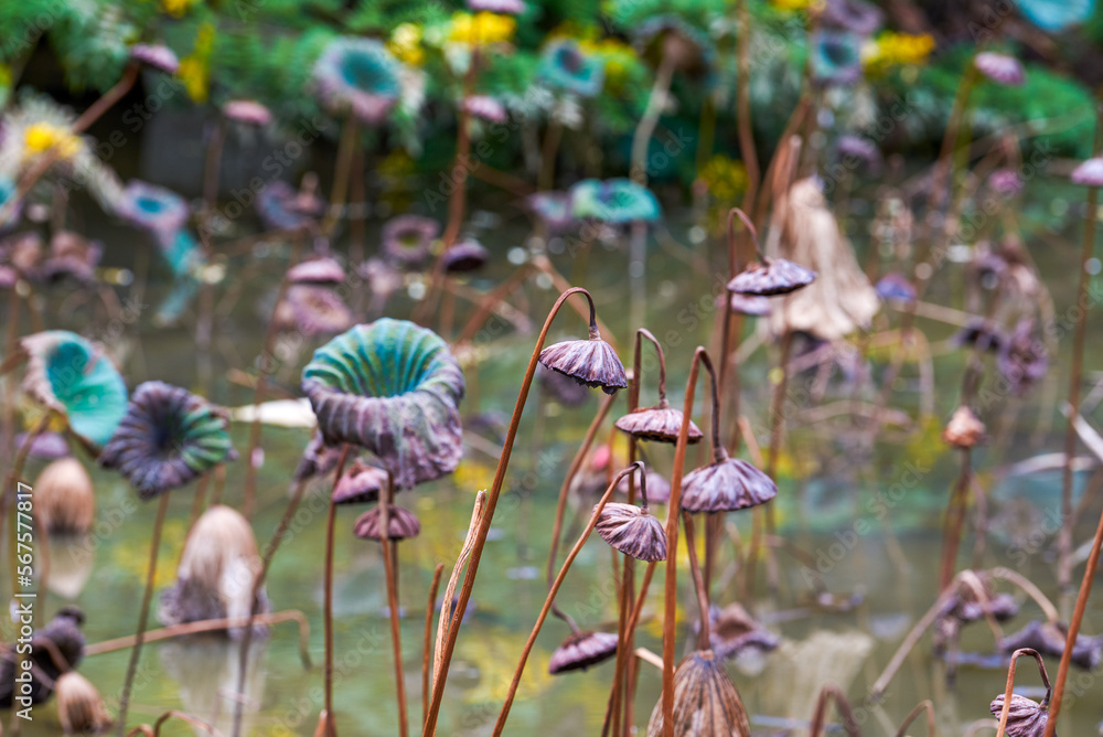 Dry lotus leaves and lotus pods in the lotus pond in winter Stock Photo ...