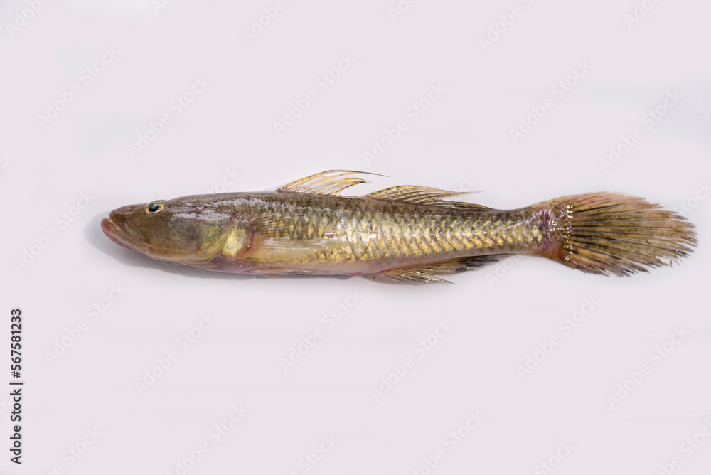 Tank goby Stock Photo | Adobe Stock