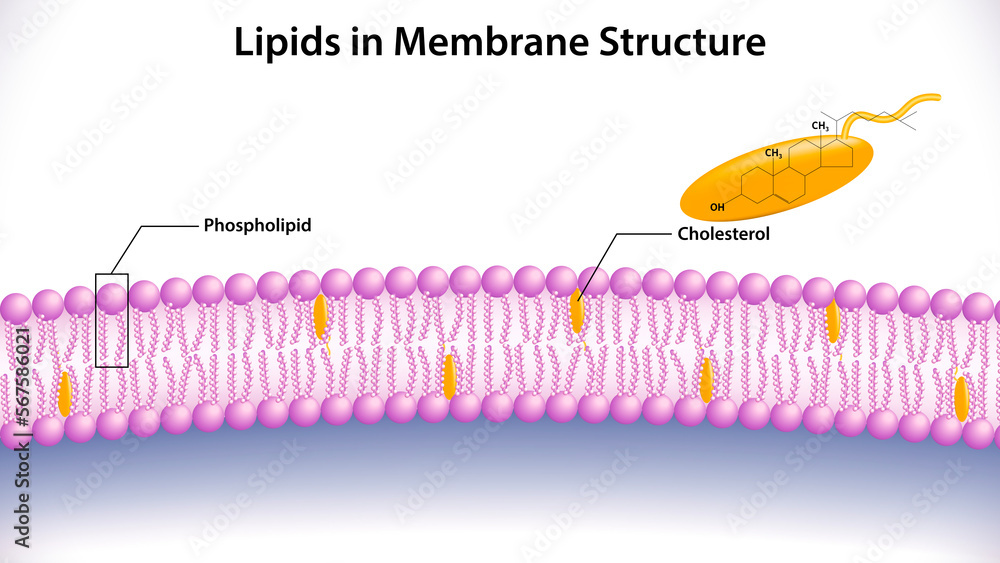 Lipids in Membrane Structure - Lipid Bilayer - Cholesterol Structure ... Lipids in Membrane Structure - Lipid Bilayer - Cholesterol Structure ...