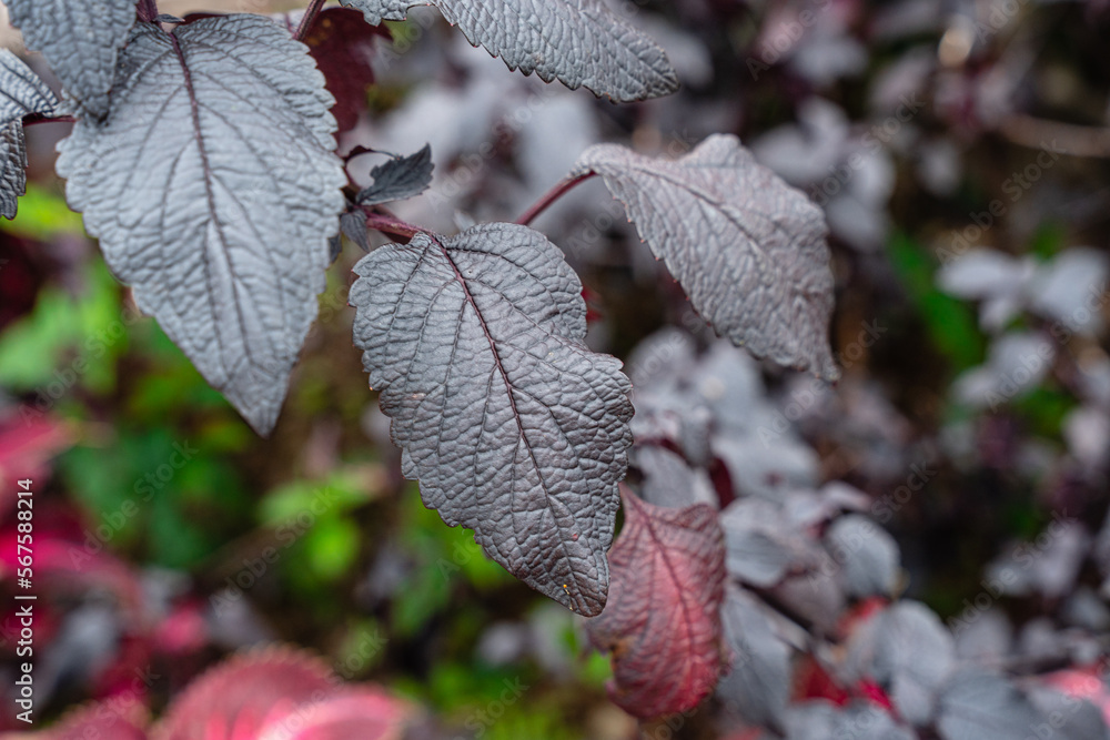 Purple Perilla frutescens var. crispa, also known by its Japanese name ...