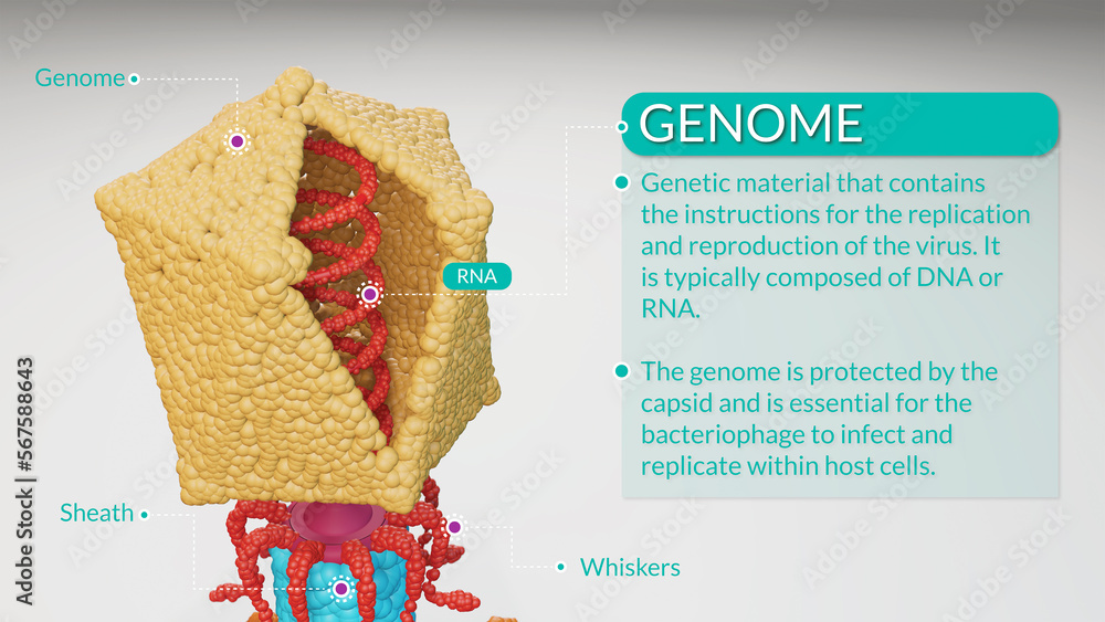 3D illustration of a viral genome with brief description of its ...