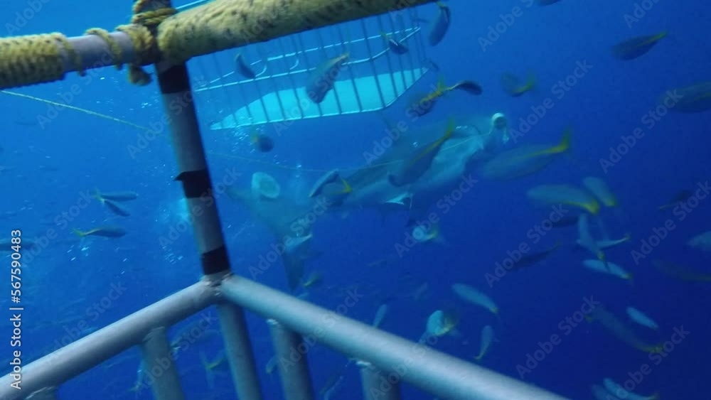 Close-up of great white shark swimming underwater in front of camera in ...